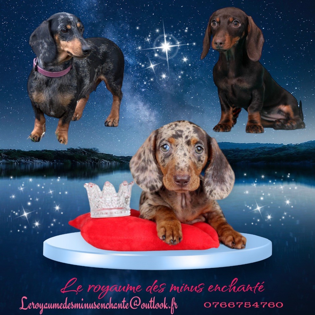 Accueil - Elevage Le Royaume Des Minus Enchante - eleveur de chiens ...